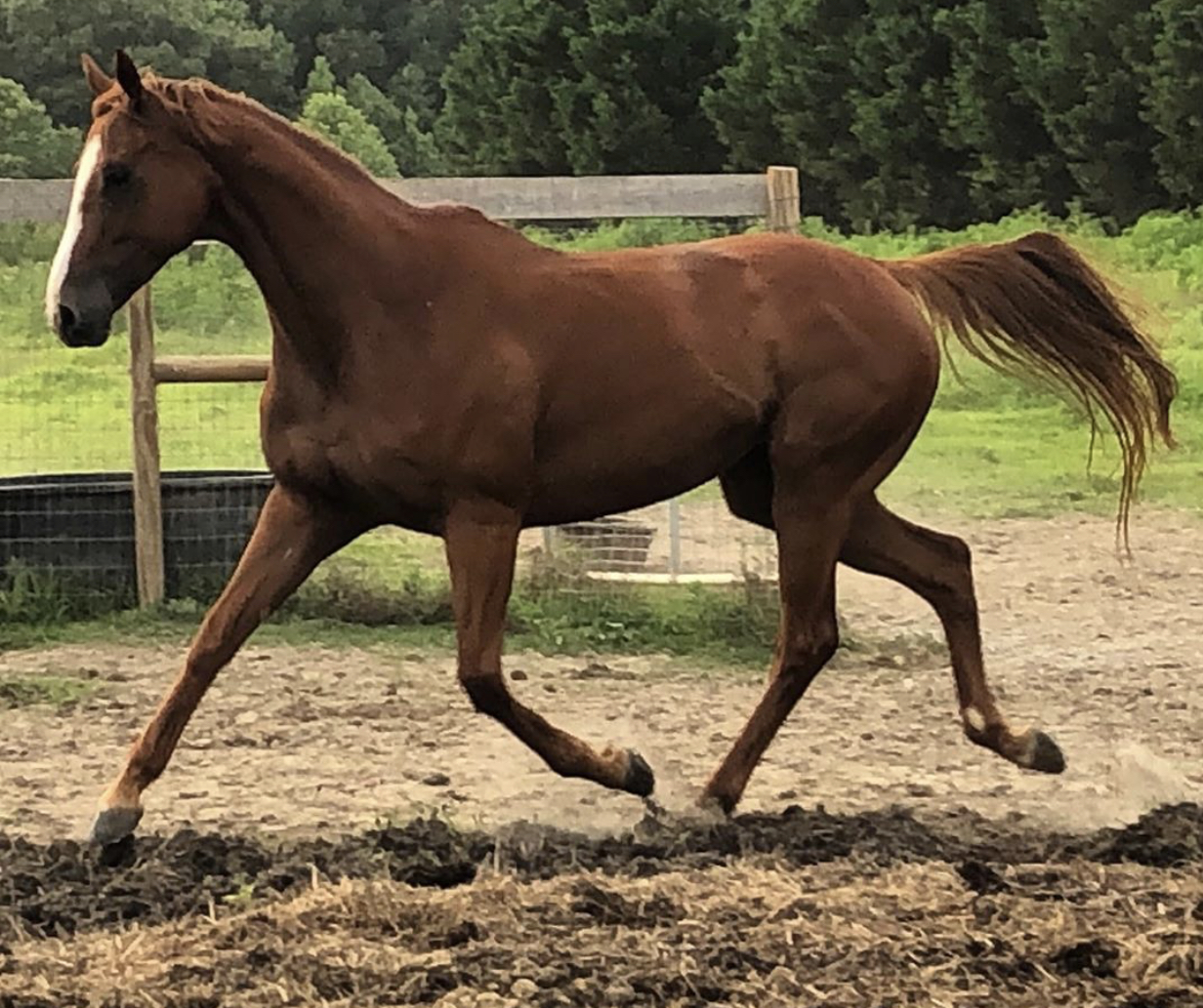Rose – Second Chance Thoroughbreds